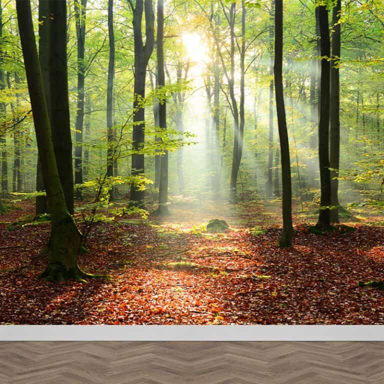 Fotobehang Ochtend in het bos (op maat) youpri