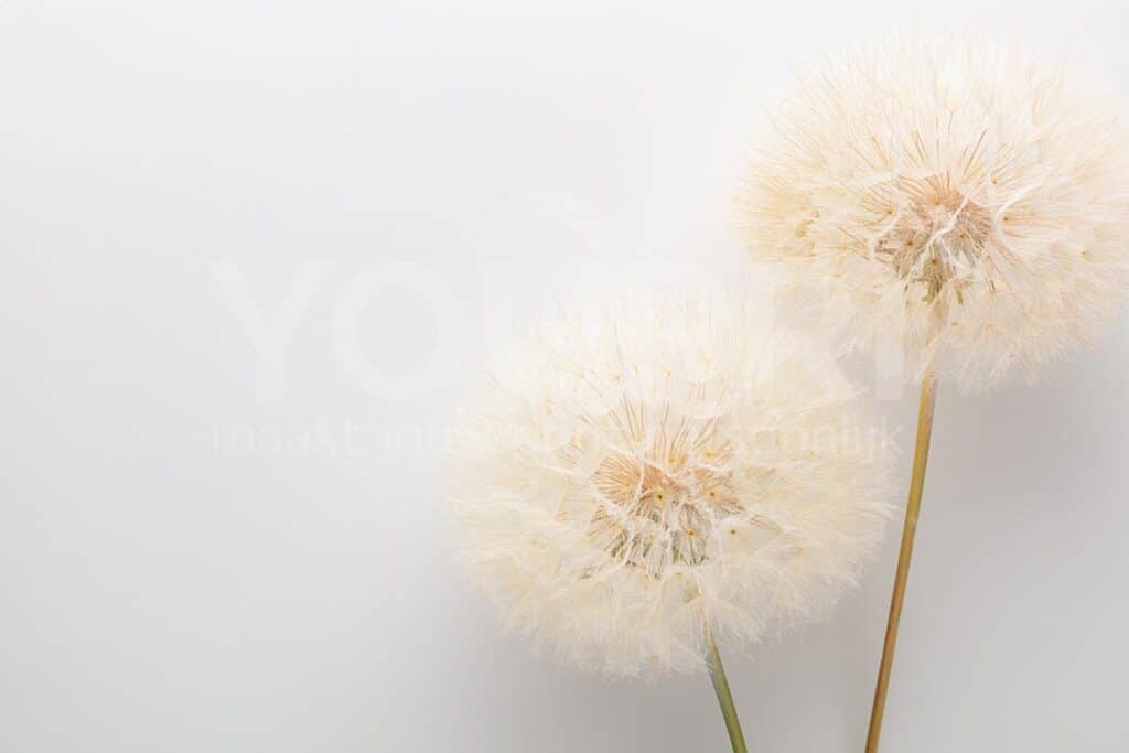 Badkamer behang Blaasbloem duo (op maat) youpri